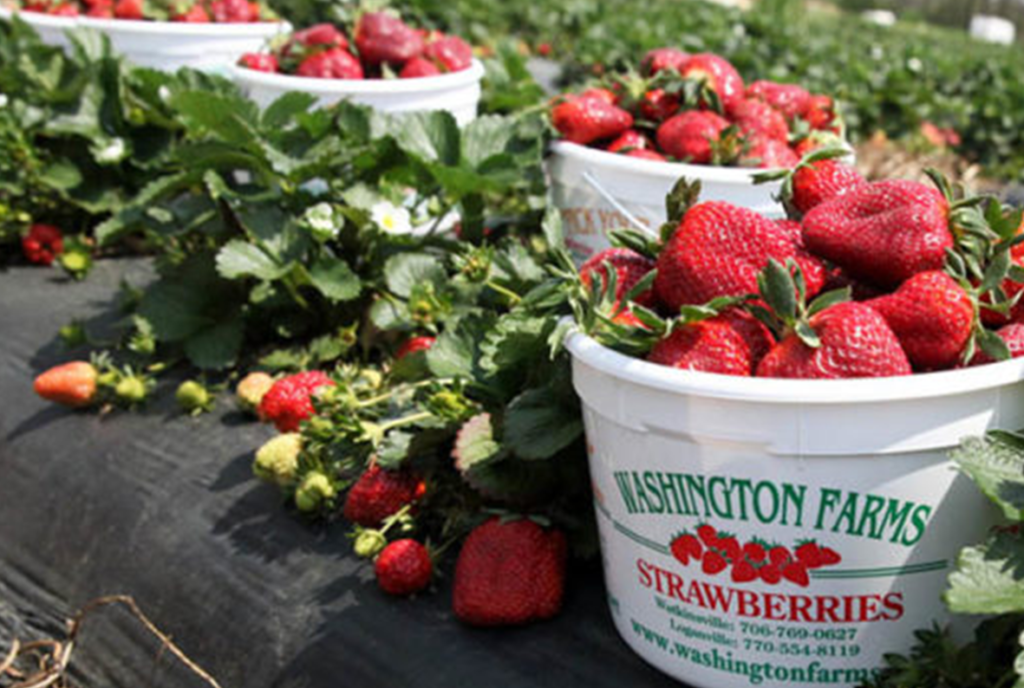 Gallery - Washington Farms